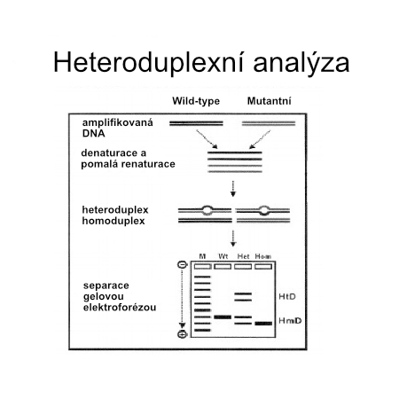 Heteroduplex analysis - WikiLectures