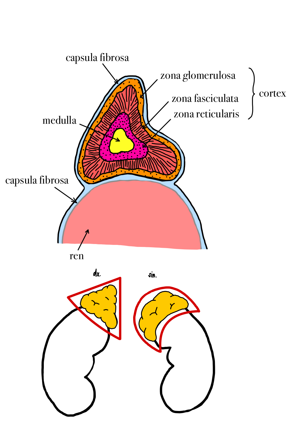 Adrenal glands - WikiLectures