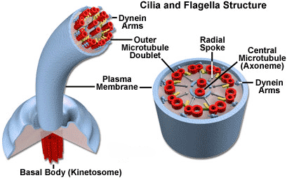Physical principles of cellular motion - WikiLectures