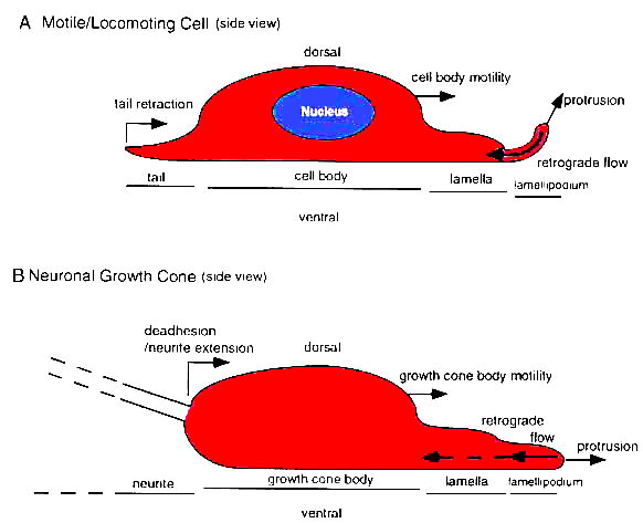 Physical principles of cellular motion - WikiLectures