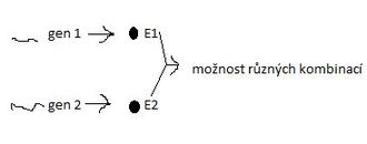 Enzyme Structure - WikiLectures