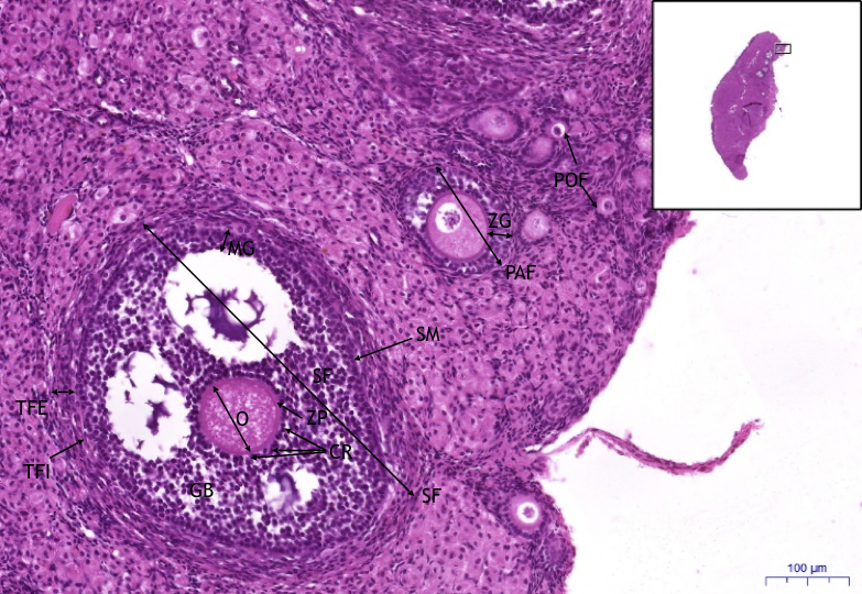 Rabbit ovary - HE - WikiLectures