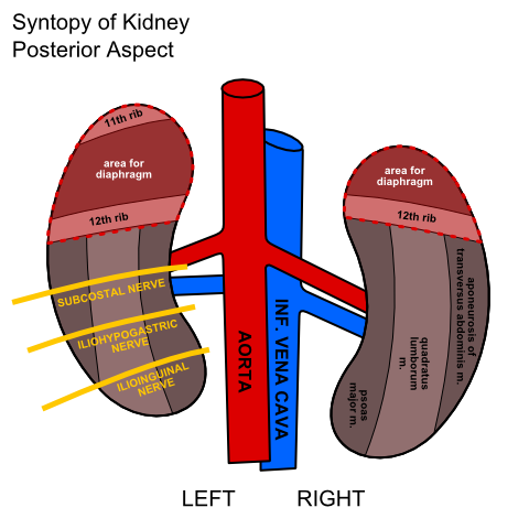 Syntopy of Kidney - WikiLectures