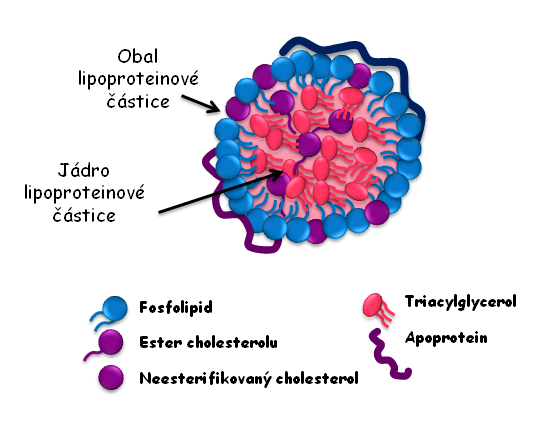 Classification and structure of lipids - WikiLectures
