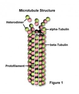 Individual filament structure and function - WikiLectures
