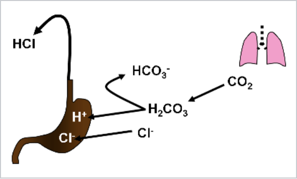 Relationships between acid-base balance and ionogram - WikiLectures