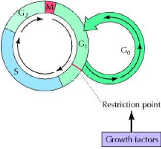 The cell cycle, its regulation and disturbances - WikiLectures