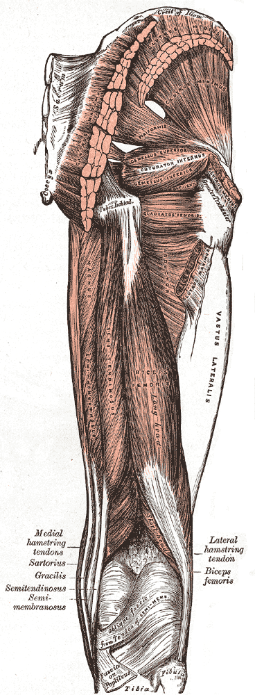 Infrapiriform Foramen - WikiLectures
