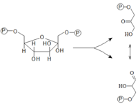 Glycolysis - WikiLectures