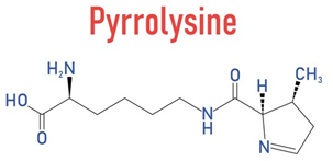 Pyrrolysine - WikiLectures