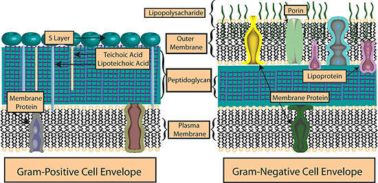 Antibiotics - WikiLectures