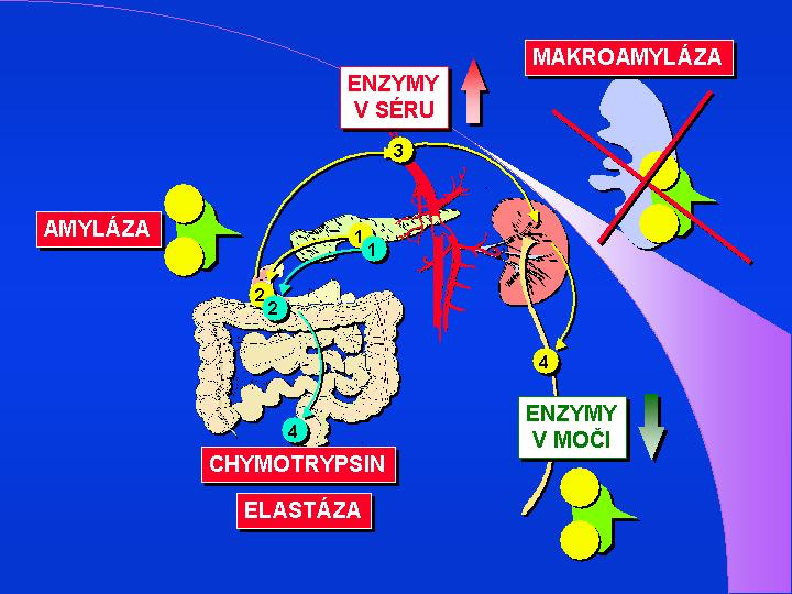 Amylase/laboratory determination - WikiLectures