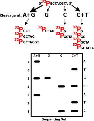 DNA Sequencing - WikiLectures