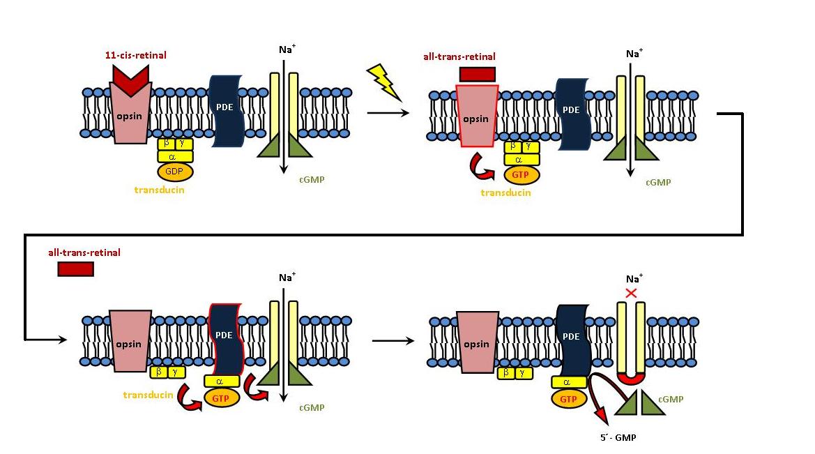 Biochemistry of the vision process - WikiLectures