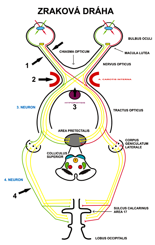 Visual pathway - WikiLectures