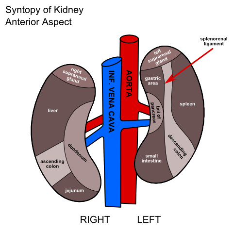 Kidney - WikiLectures