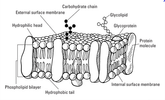 MEMBRANES & POTENTIALS - WikiLectures