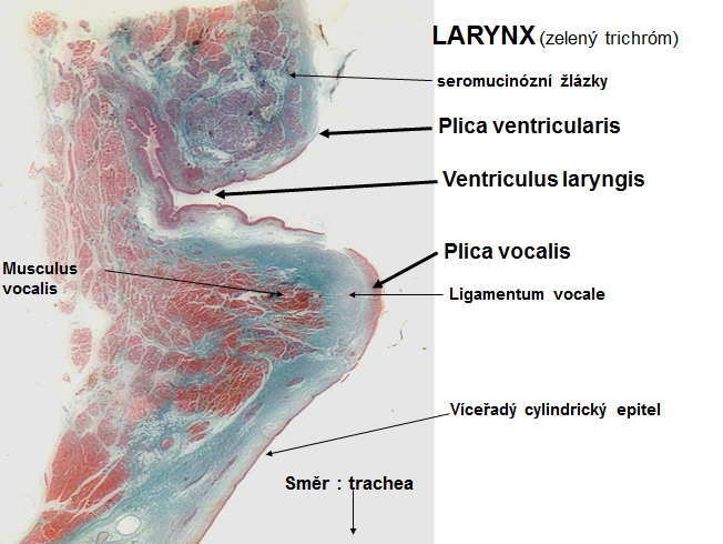 Larynx Histology Slide Labeled