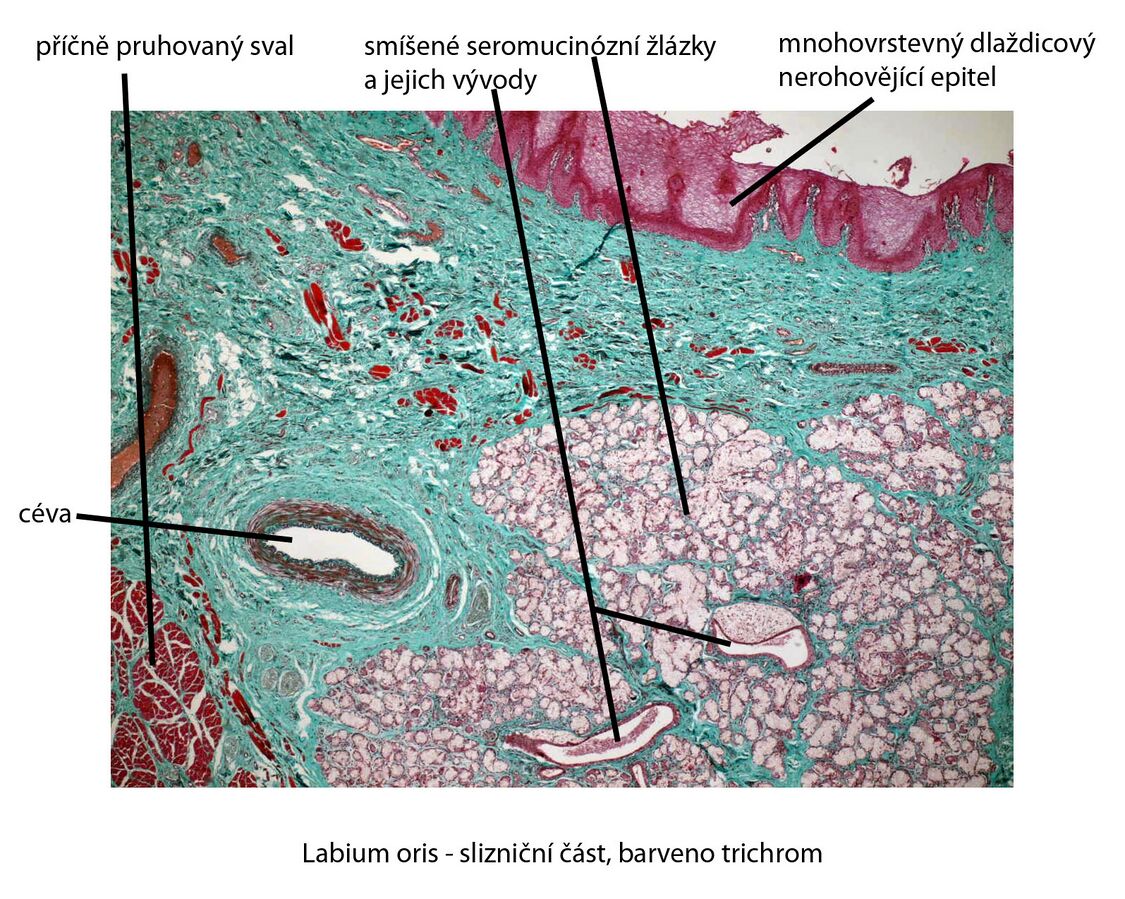 Labium oris, mucosal part (picture) - WikiLectures