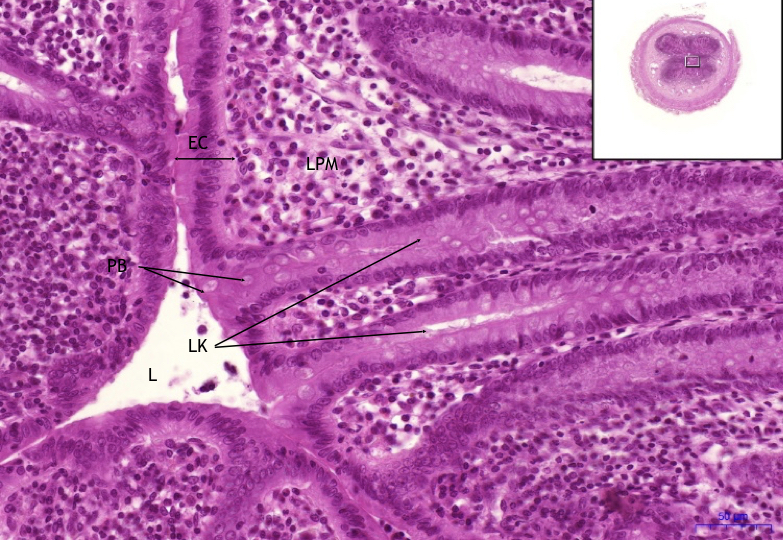 Appendix (HE) - WikiLectures