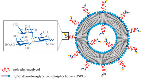 Liposomes and controlled drug release - WikiLectures