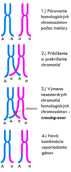 Crossing-over, its mechanism and significance - WikiLectures