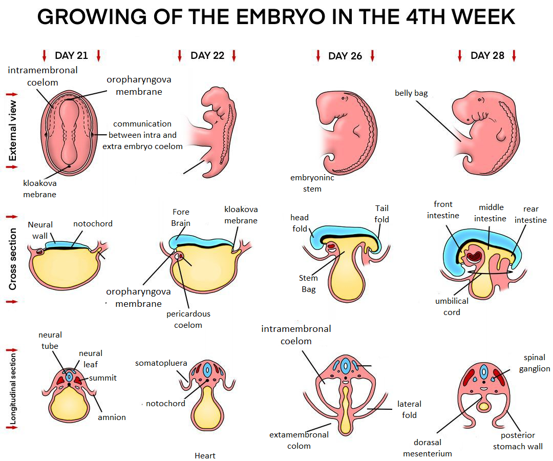 Development of the folds of the embryo - WikiLectures