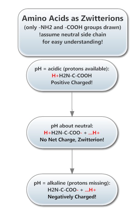 Ampholytes, isoelectric point, biochemical examples - WikiLectures
