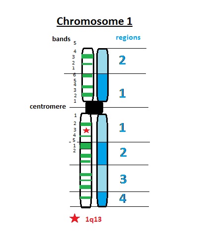 Description of the Chromosome - WikiLectures