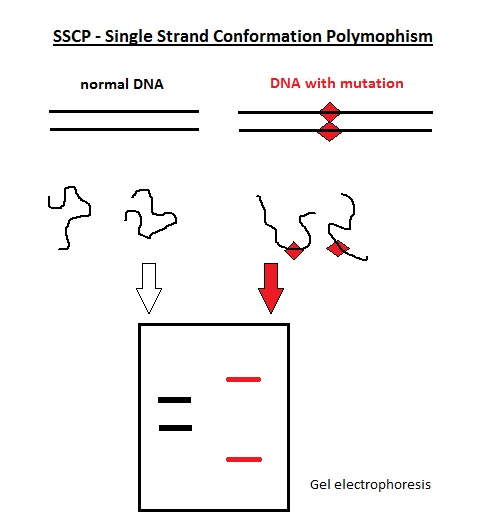 DNA Diagnostic Direct Methods - WikiLectures