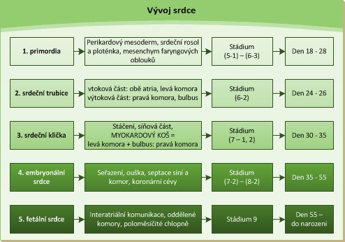 Development of the heart - WikiLectures