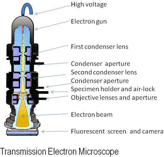 Electron microscopy (3LF) - WikiLectures