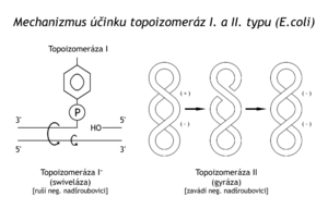 Topology of DNA - WikiLectures