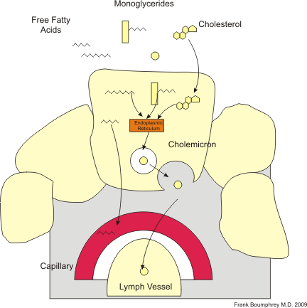 Digestion - WikiLectures