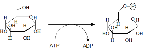 Breakdown and synthesis of glucose - WikiLectures