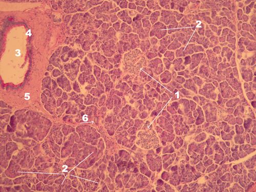 Langerhans islet - WikiLectures