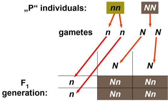 Autosomal recessive inheritance in pedigree and experiment, examples of ...