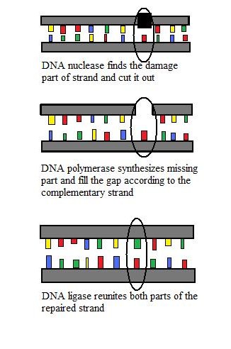 DNA Repair - WikiLectures