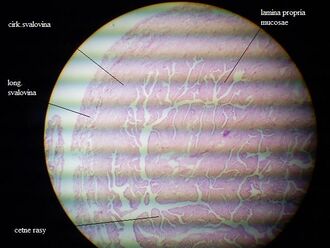 Female genital system (histology) - WikiLectures