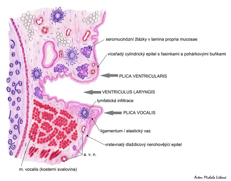 Larynx (histological slice) - WikiLectures