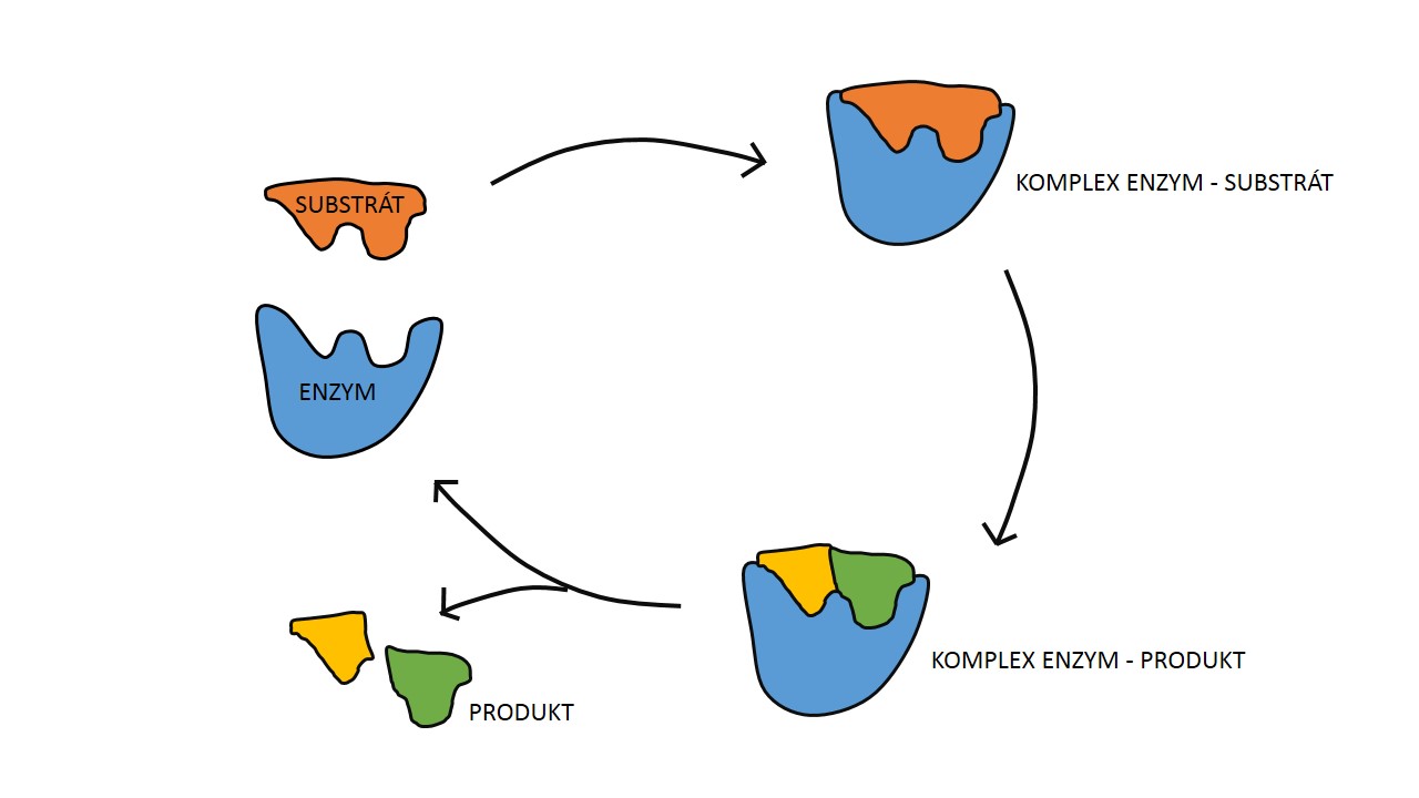 Mechanism of action of enzymes - WikiLectures