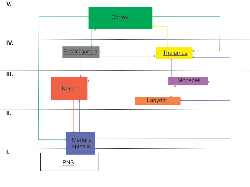Motor system - WikiLectures