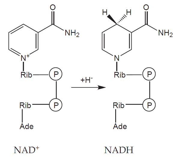 Respiratory Chain and ATP Generation (FBLT) - WikiLectures