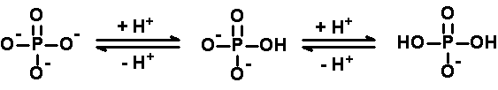 Phosphate - WikiLectures