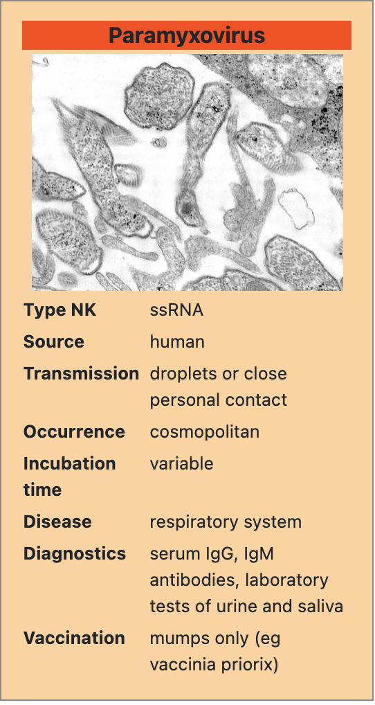 Paramyxovirus - WikiLectures
