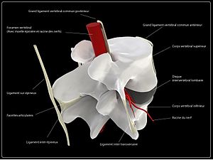 Lower back pain - WikiLectures