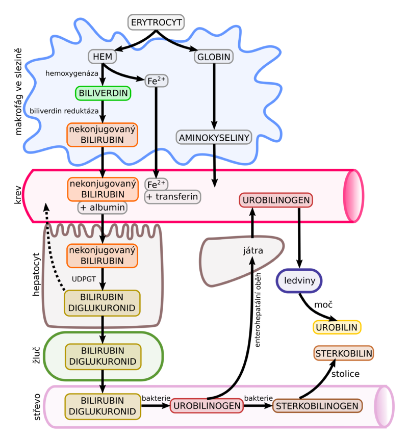 Urobilinogen - WikiLectures