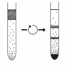 Isolation of cells - WikiLectures