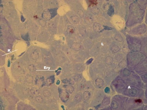 Langerhans islet - WikiLectures