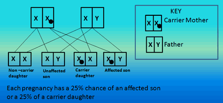 Patterns of X-Linked Inheritance - WikiLectures